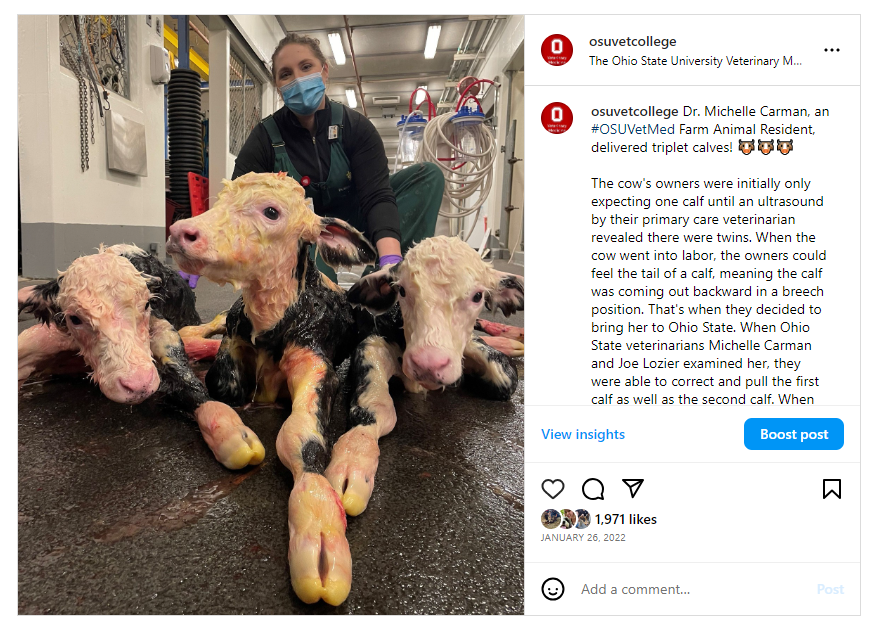 Viral Triplet Calves Social Media Post at Ohio State – Debbie Wakefield